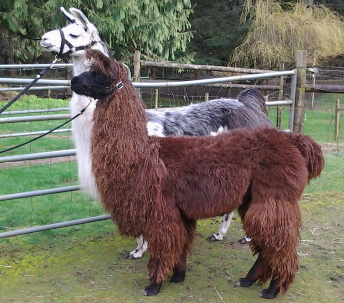 Miniature Llamas